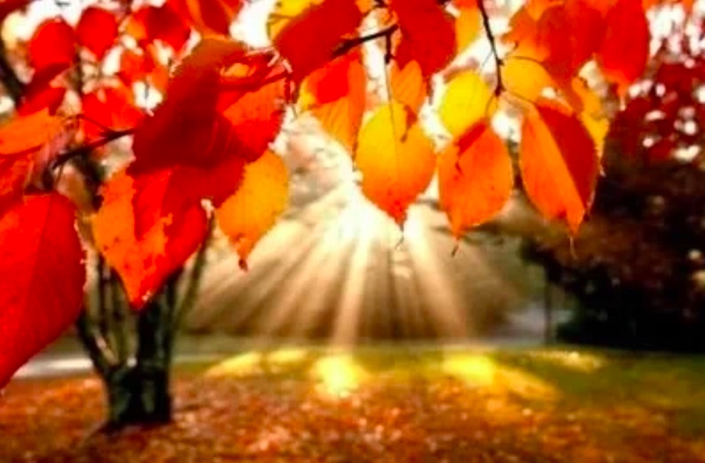 The transformative story of Angulimala – Peace LiLy