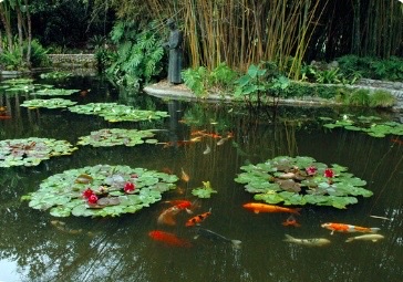 The Huntington Library – Peace LiLy