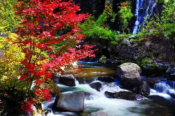 The Beauty of Life: A Journey through Bert Hellinger’s Poem “The Life ...