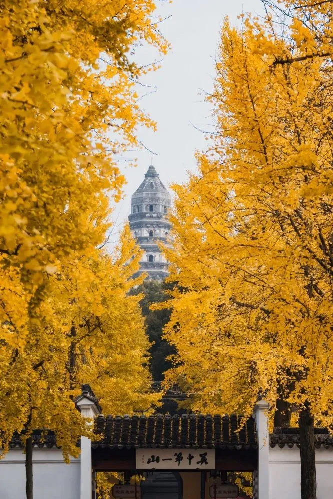 The Majestic Ginkgo Tree: A Symbol of Beauty and Spiritual Significance ...