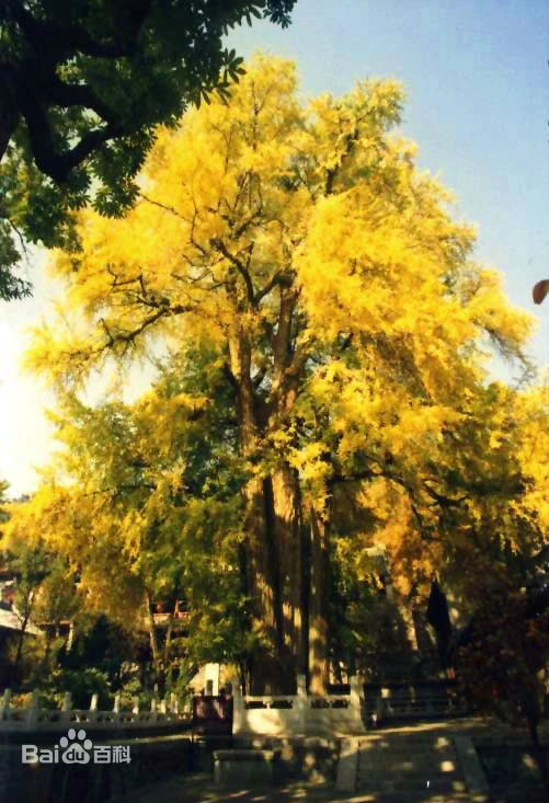 The Majestic Ginkgo Tree: A Symbol of Beauty and Spiritual Significance ...