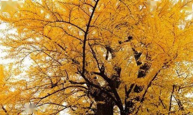 The Majestic Ginkgo Tree: A Symbol of Beauty and Spiritual Significance ...