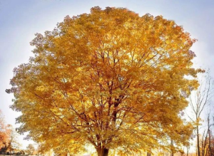The Majestic Ginkgo Tree: A Symbol of Beauty and Spiritual Significance ...