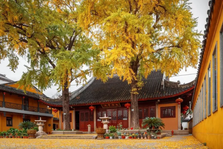 The Majestic Ginkgo Tree: A Symbol of Beauty and Spiritual Significance ...