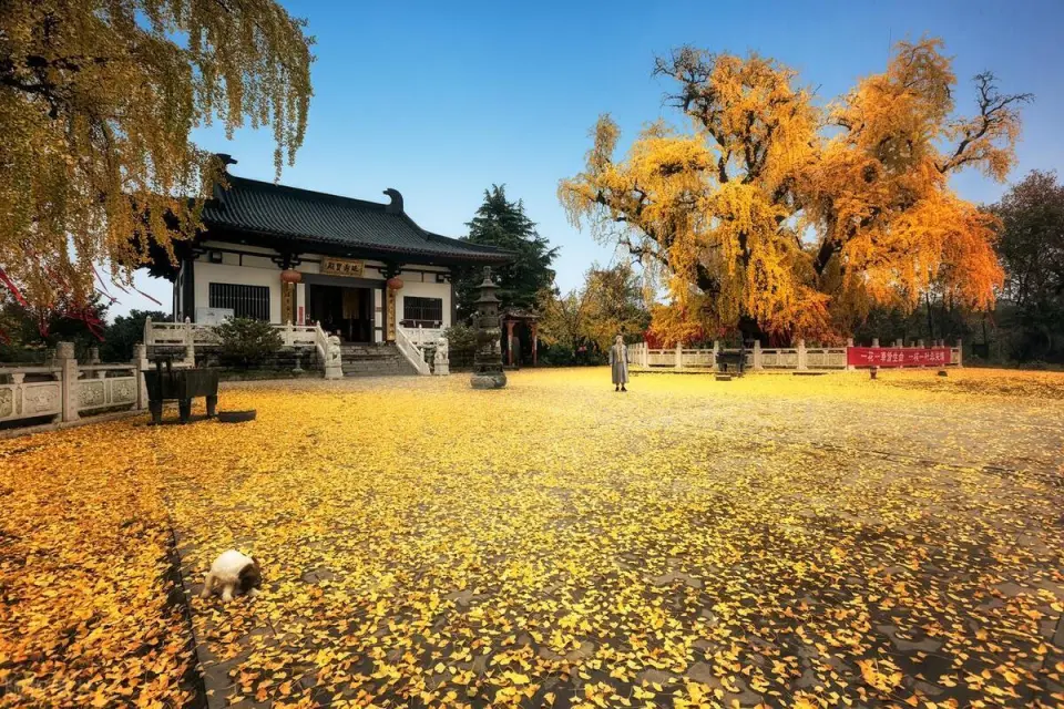 The Majestic Ginkgo Tree: A Symbol of Beauty and Spiritual Significance ...