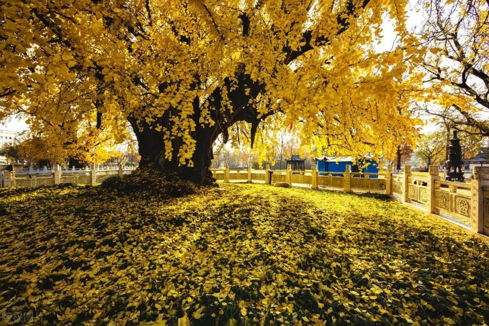 The Majestic Ginkgo Tree: A Symbol of Beauty and Spiritual Significance ...